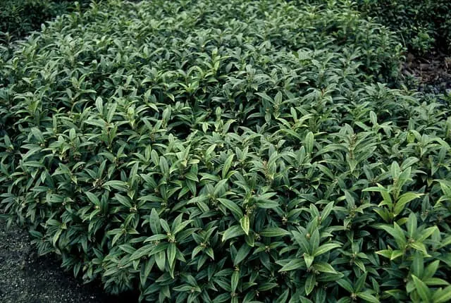 Sarcococca hookeriana humilis - Hofplant